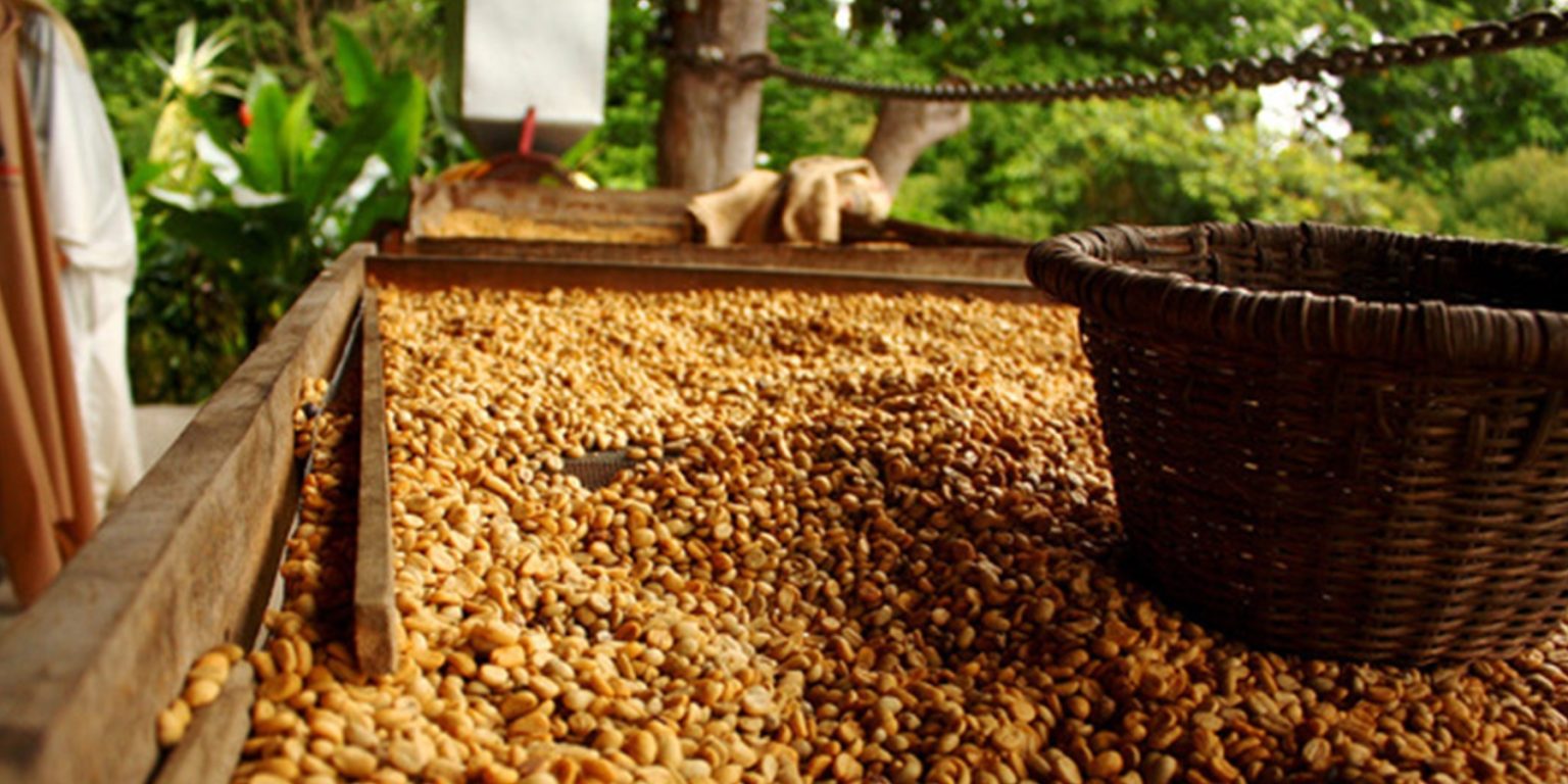 Costa Rica Coffee: Why It's Best & Where to Buy It