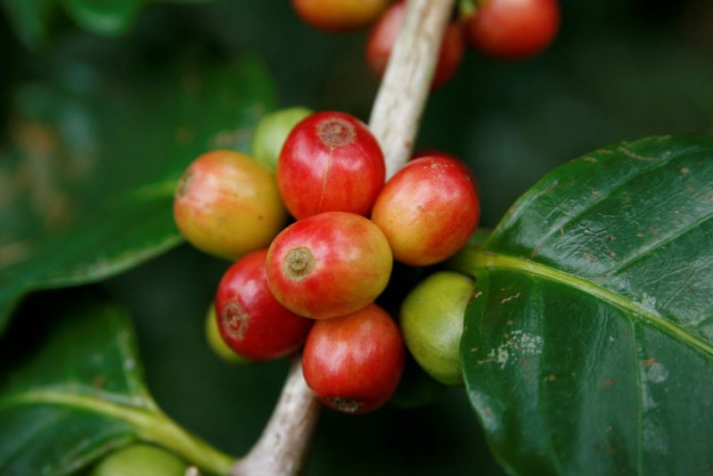 Costa Rica Coffee: Why It's Best & Where to Buy It