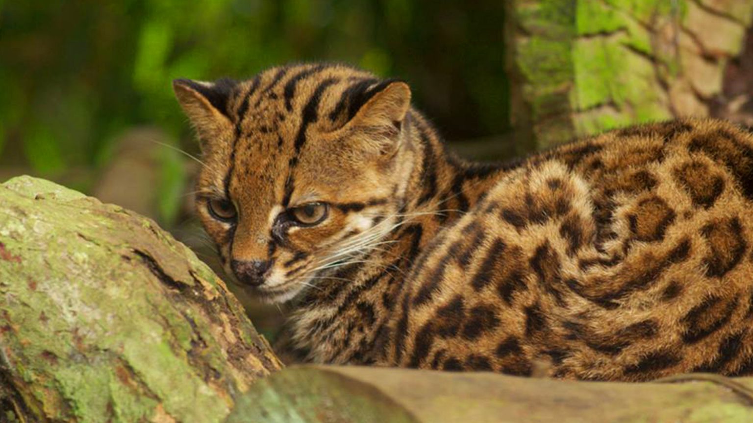 Jaguar Rescue Center, Bri Bri Chocolate Tour, & Waterfall Hike - Costa ...