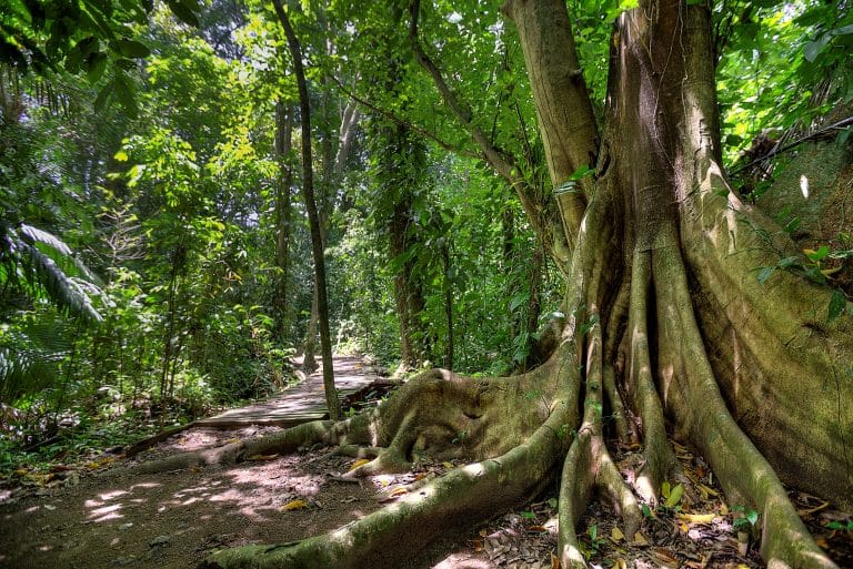 Dominical Surf Town: Places to Visit & Things to Do | Costa Rica