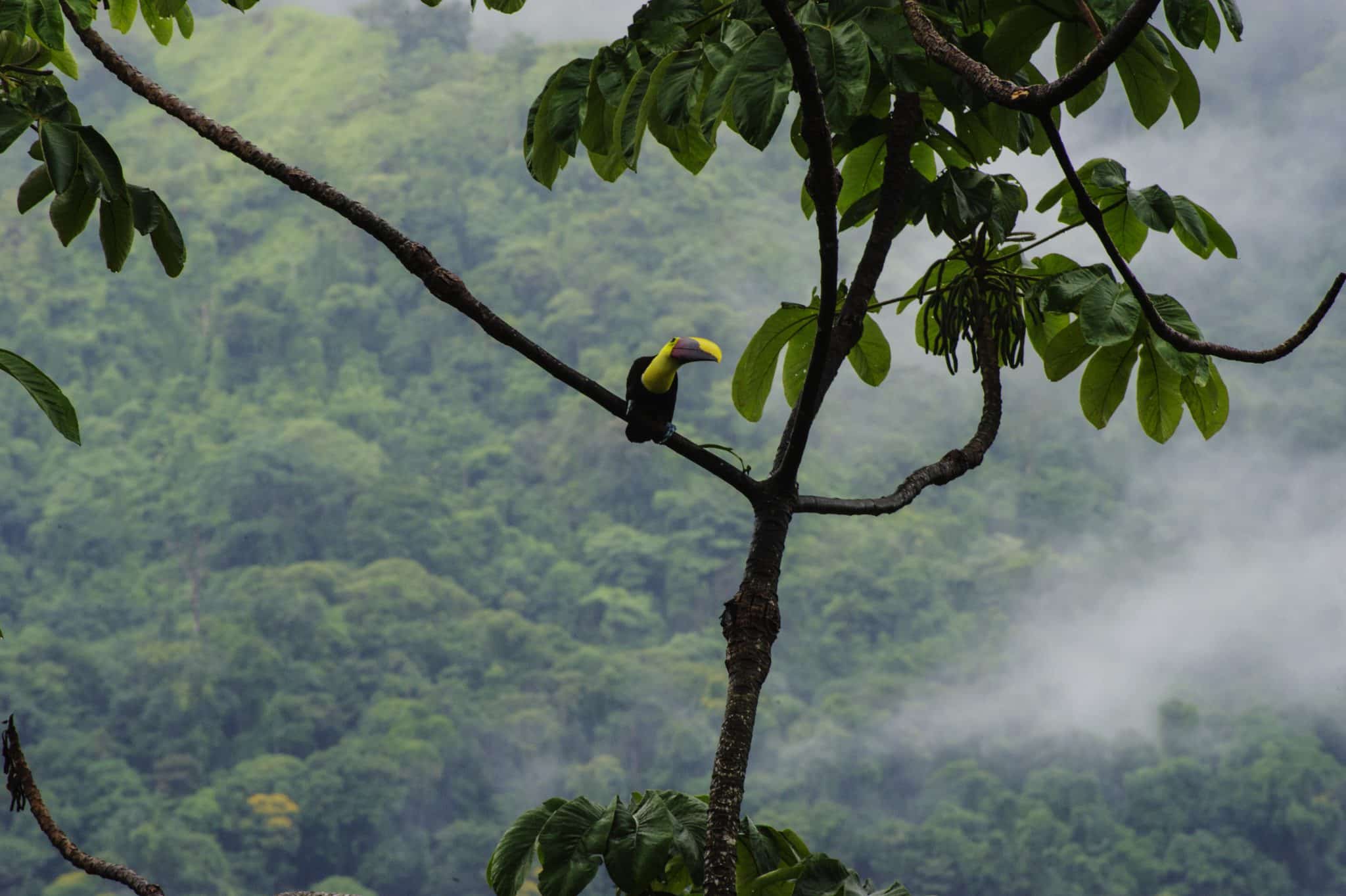 Dominical Surf Town: Places to Visit & Things to Do | Costa Rica