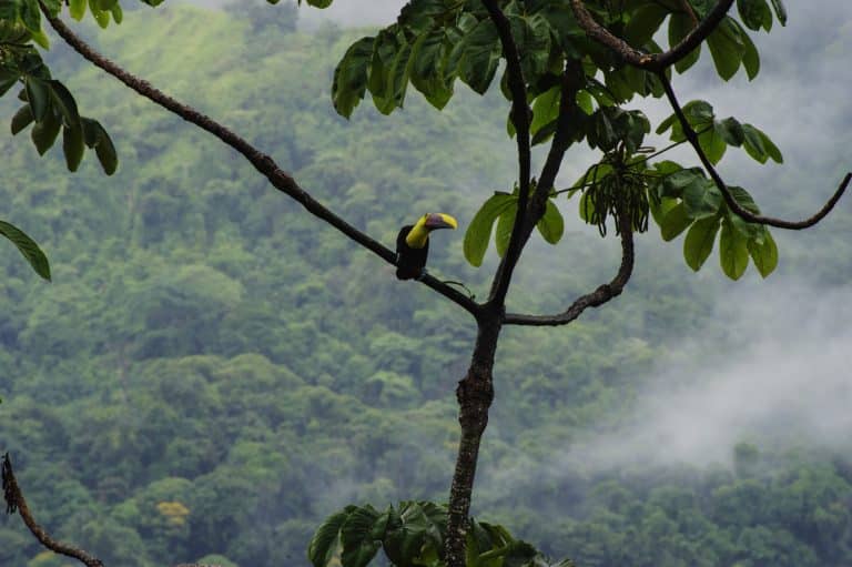 Dominical Surf Town: Places to Visit & Things to Do | Costa Rica