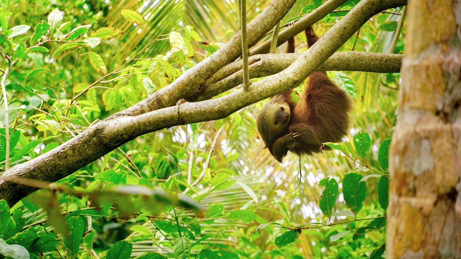 Sloths and Treehouses Vacation Package in Costa Rica