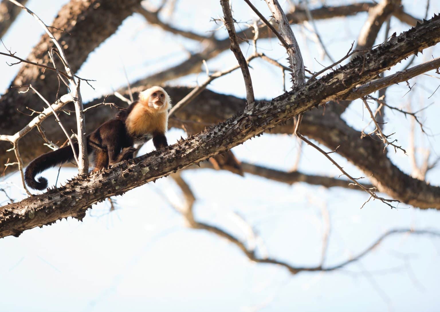 Costa Rica Experts: Planning Costa Rica Vacations for 35 Years - Costa ...