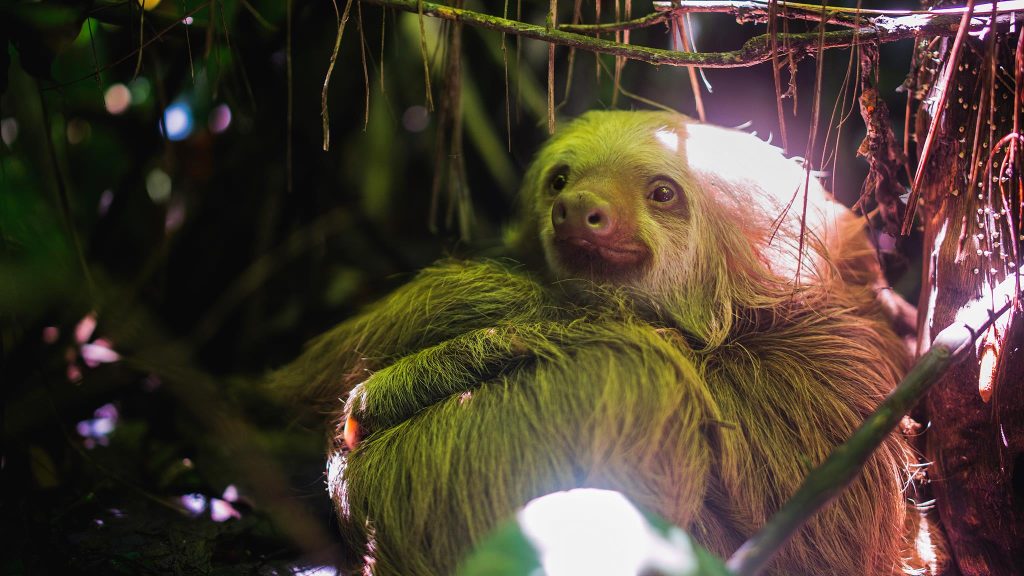 Sloths and Treehouses Vacation Package in Costa Rica
